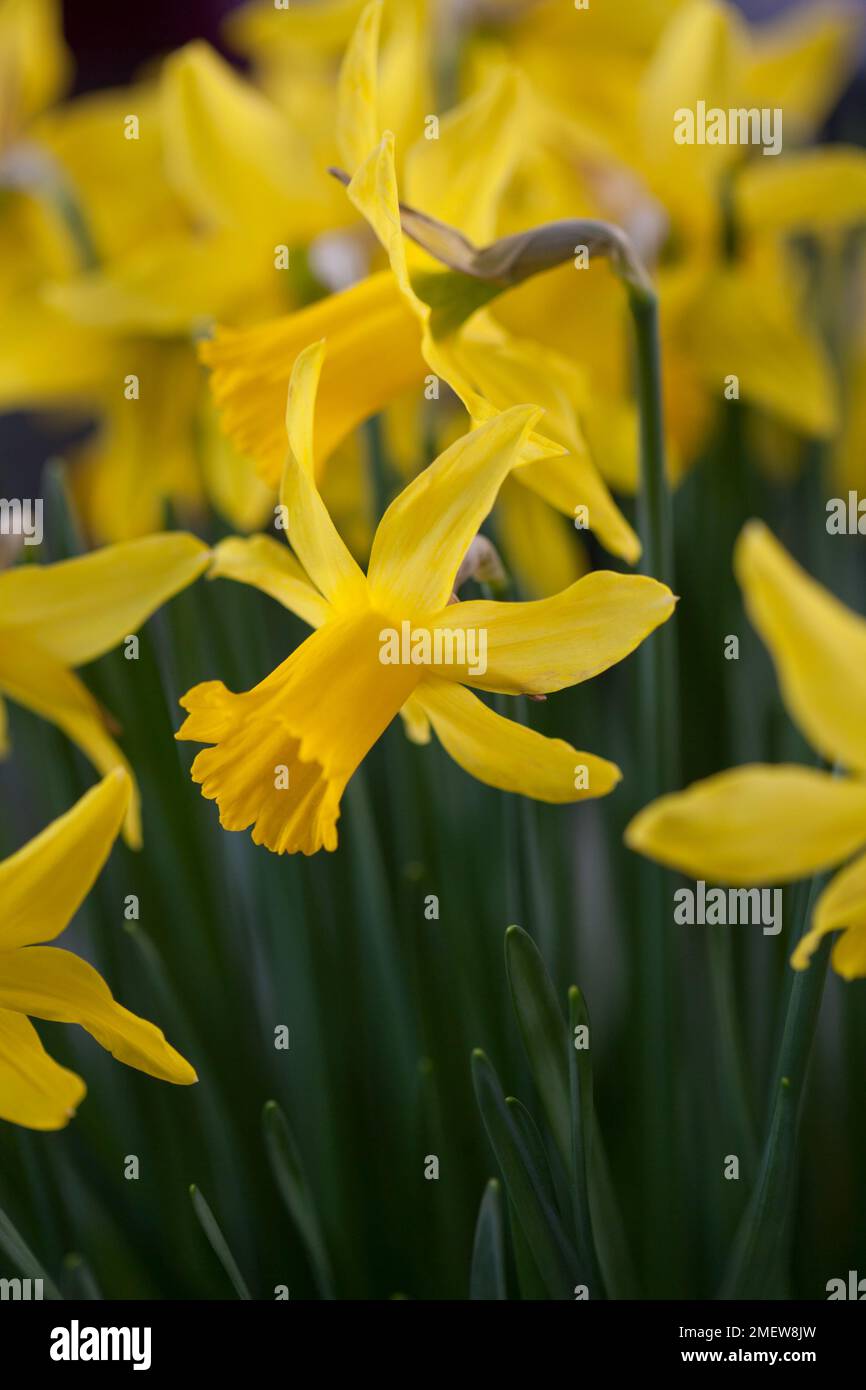 Narcissus 'February Gold' Stock Photo - Alamy