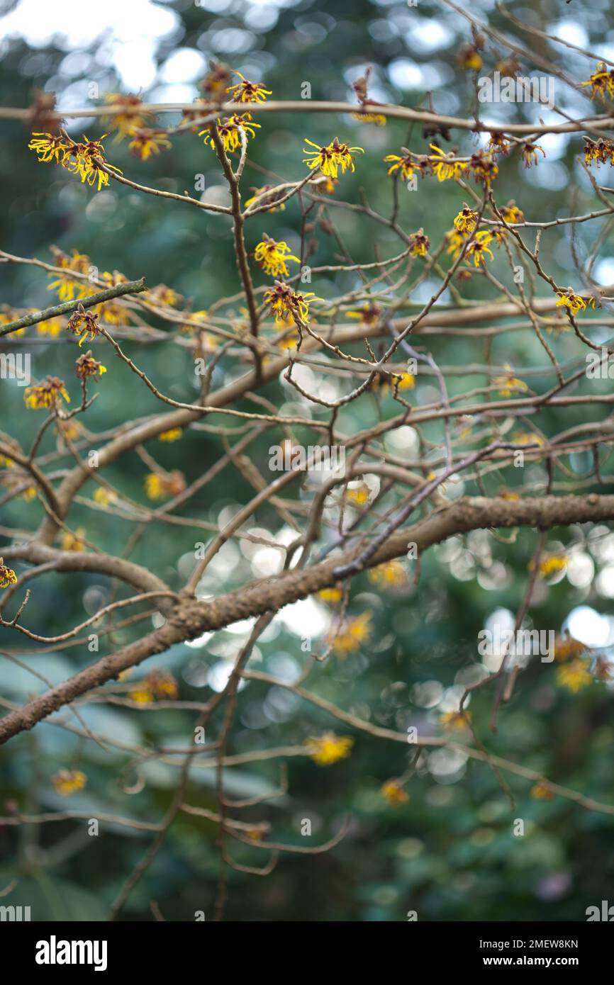 Hamamelis mollis 'Coombe Wood' Stock Photo - Alamy