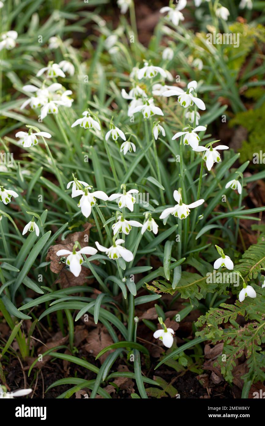 Nivalis f hi-res stock photography and images - Alamy