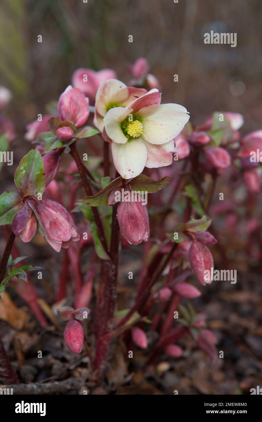 Helleborus x ericsmithii 'Ruby Glow' Stock Photo - Alamy