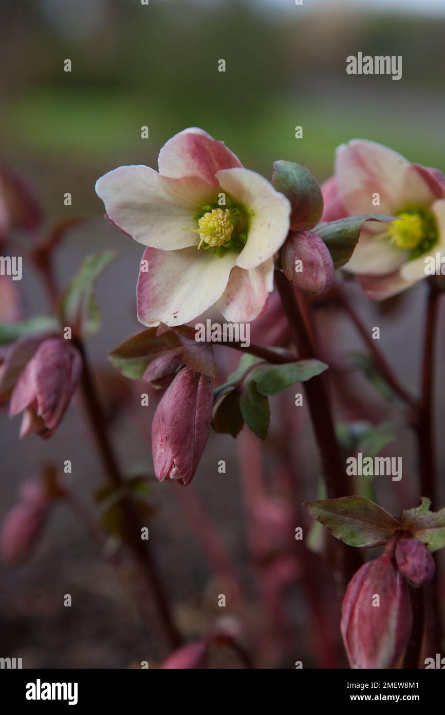 Helleborus x ericsmithii 'Ruby Glow' Stock Photo - Alamy