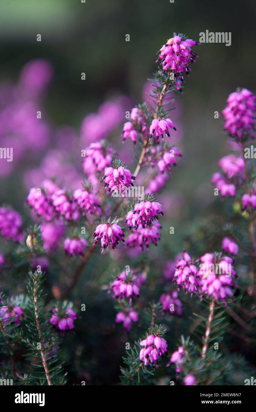 Erica darleyensis 'kramers hi-res stock photography and images - Alamy