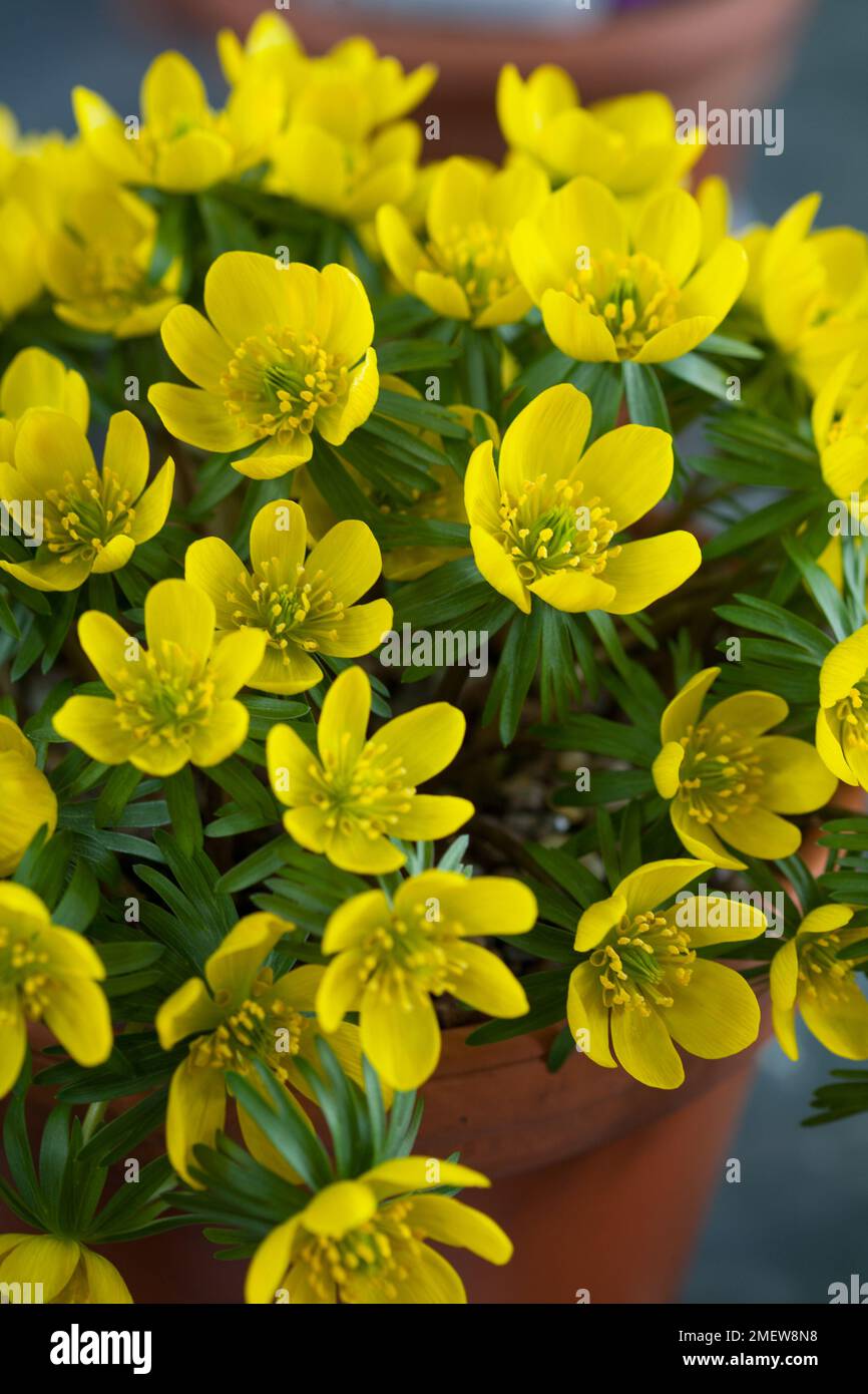 Tubergenii group hi-res stock photography and images - Alamy