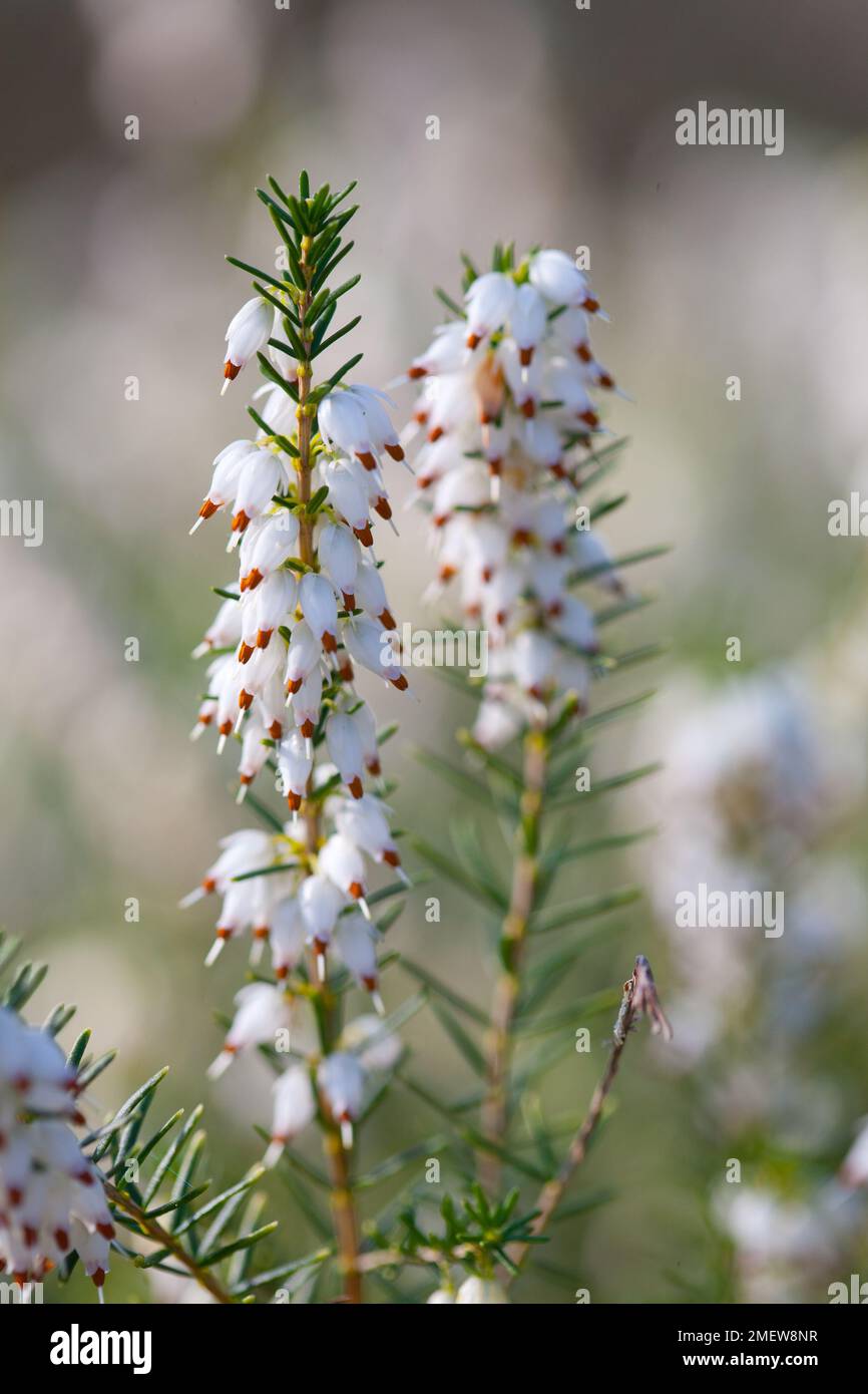 Erica 'White Perfection' Stock Photo - Alamy