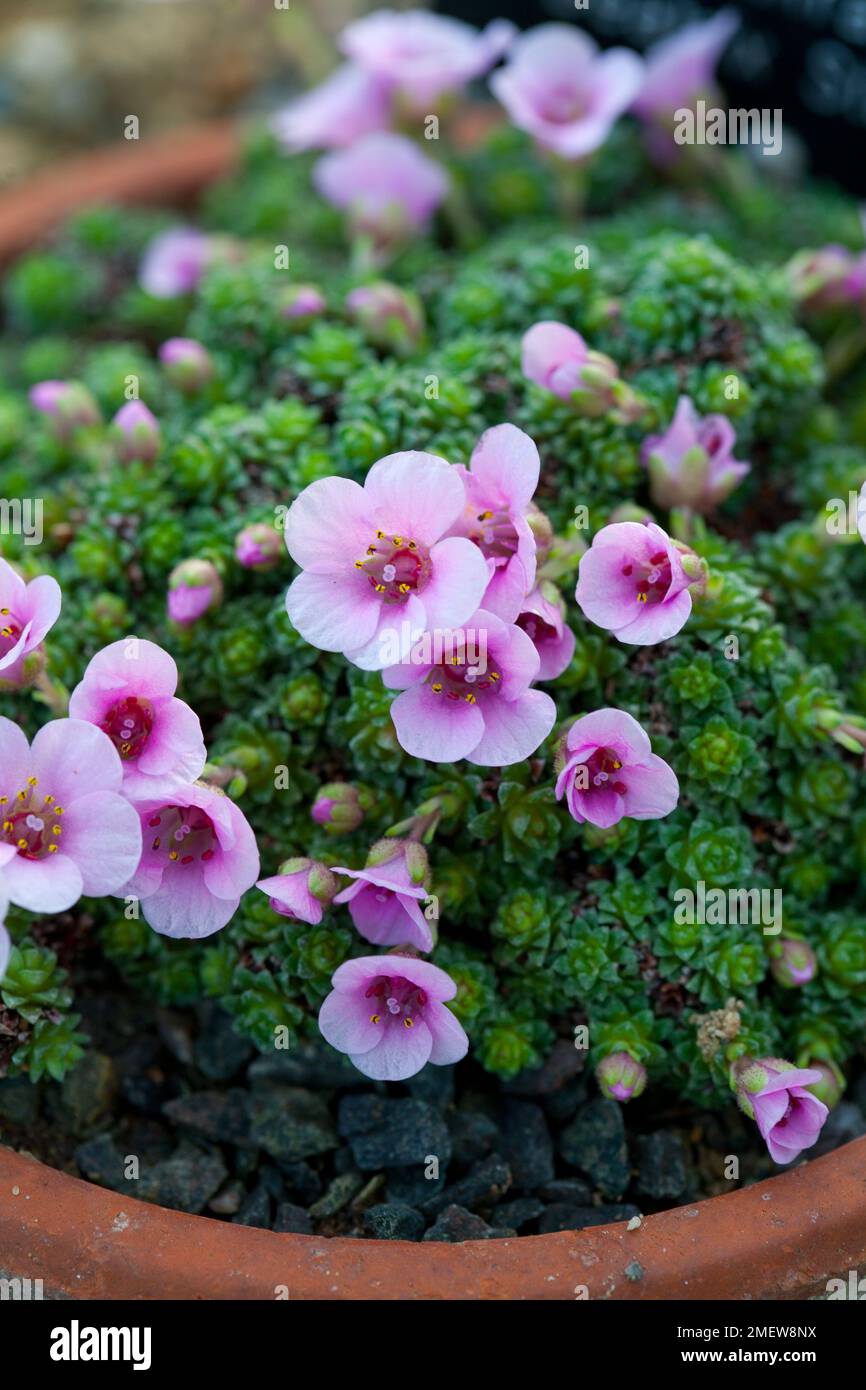 Stanley flower hi-res stock photography and images - Alamy