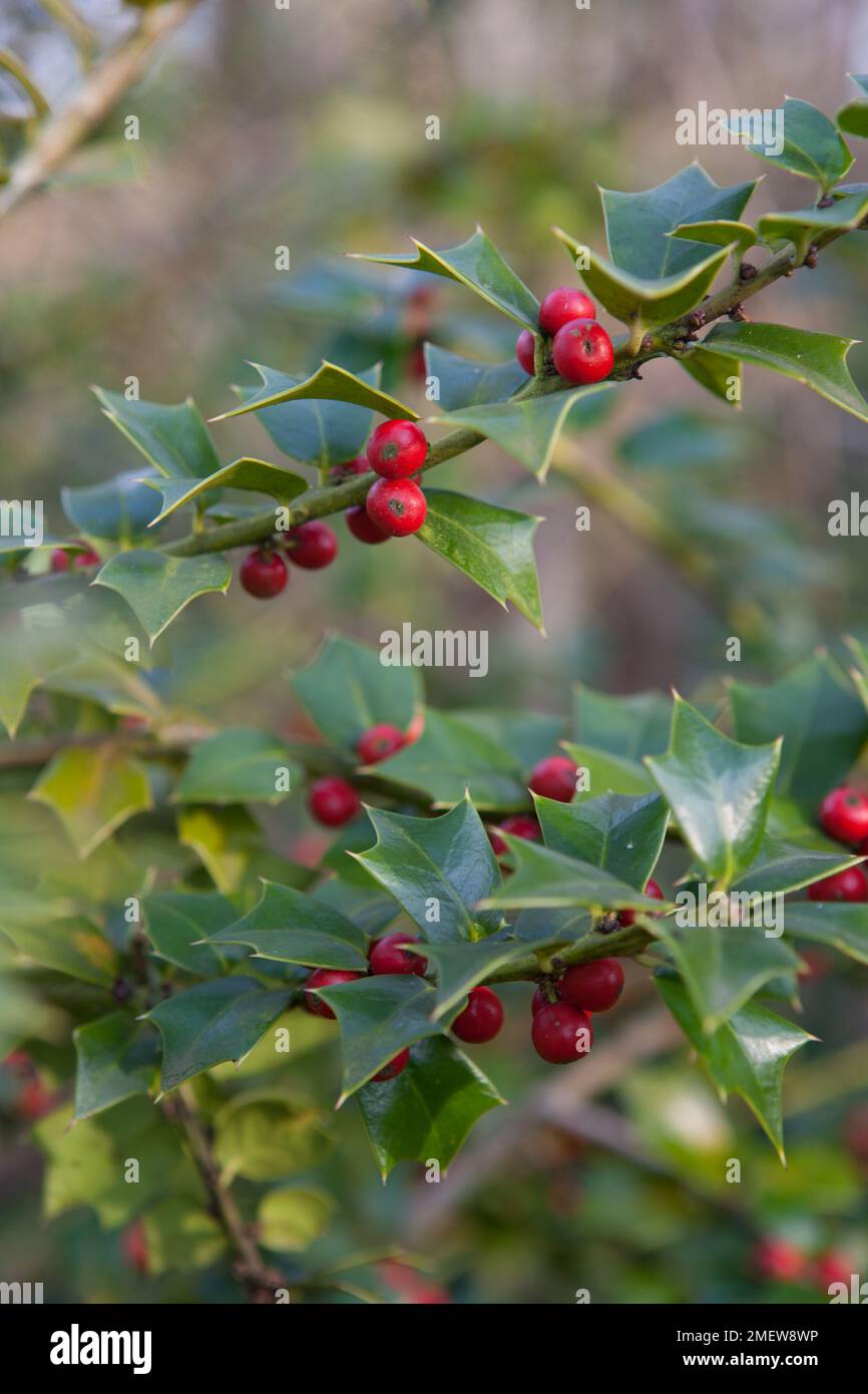 Ilex branches hi-res stock photography and images - Alamy