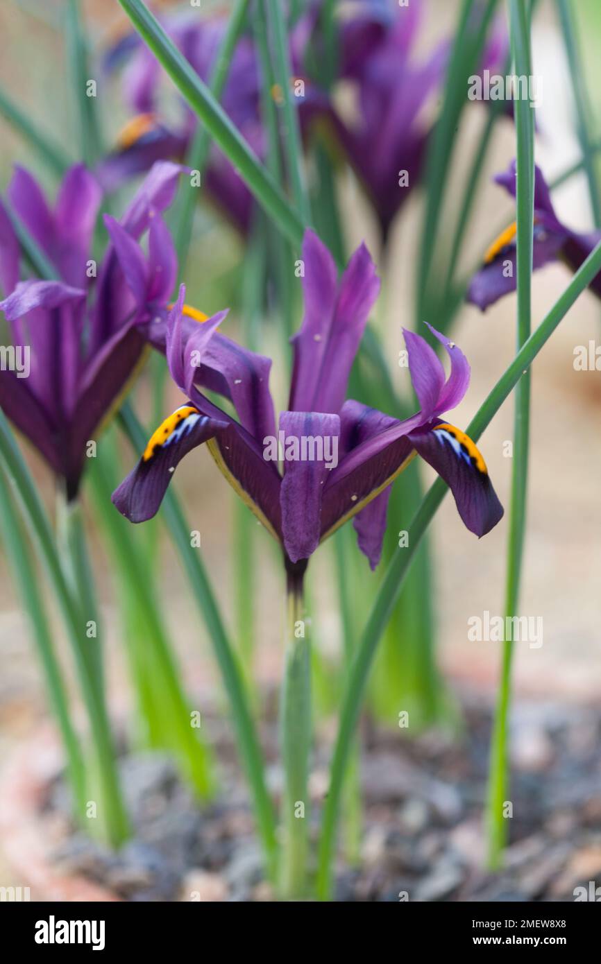Iris 'J.S. Dijt' (Reticulata Stock Photo - Alamy