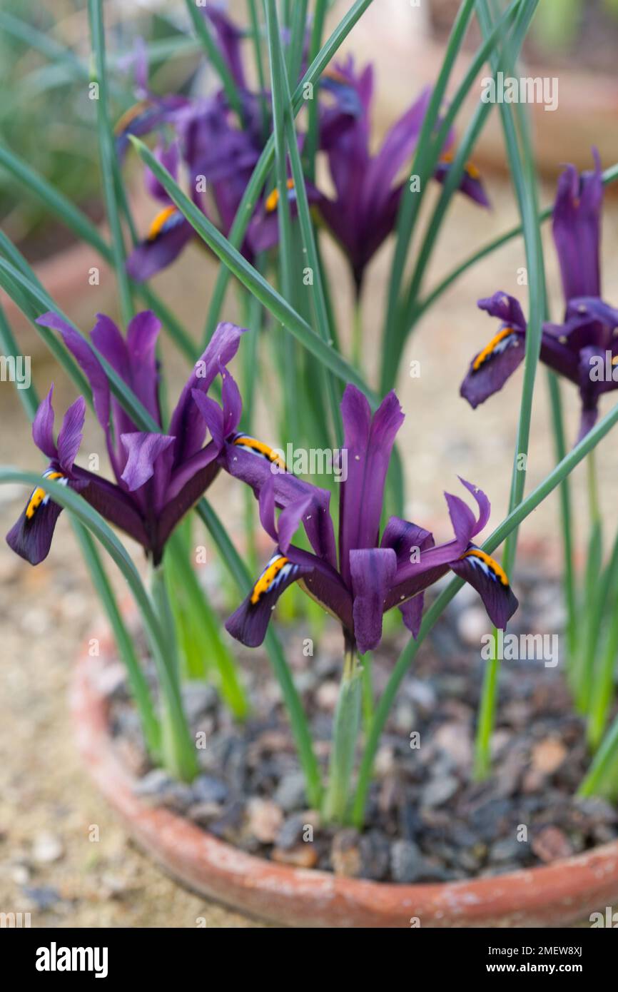 Iris 'J.S. Dijt' (Reticulata Stock Photo - Alamy