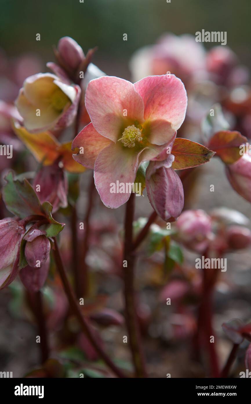 Helleborus x ericsmithii 'Ruby Glow' Stock Photo - Alamy