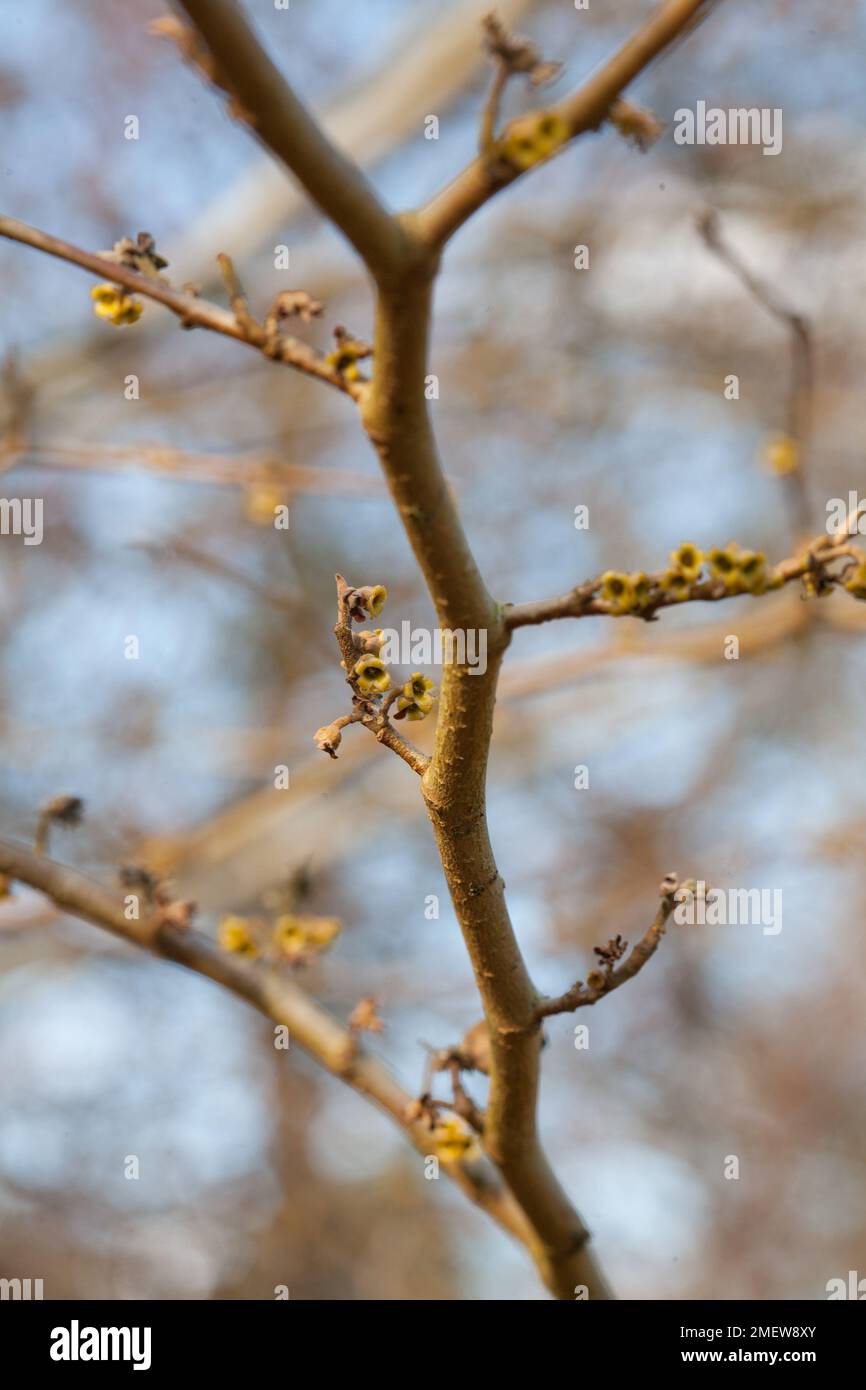 Hamamelis flowers image hi-res stock photography and images - Alamy