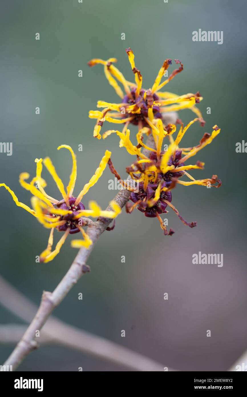 Hamamelis mollis 'Coombe Wood' Stock Photo - Alamy