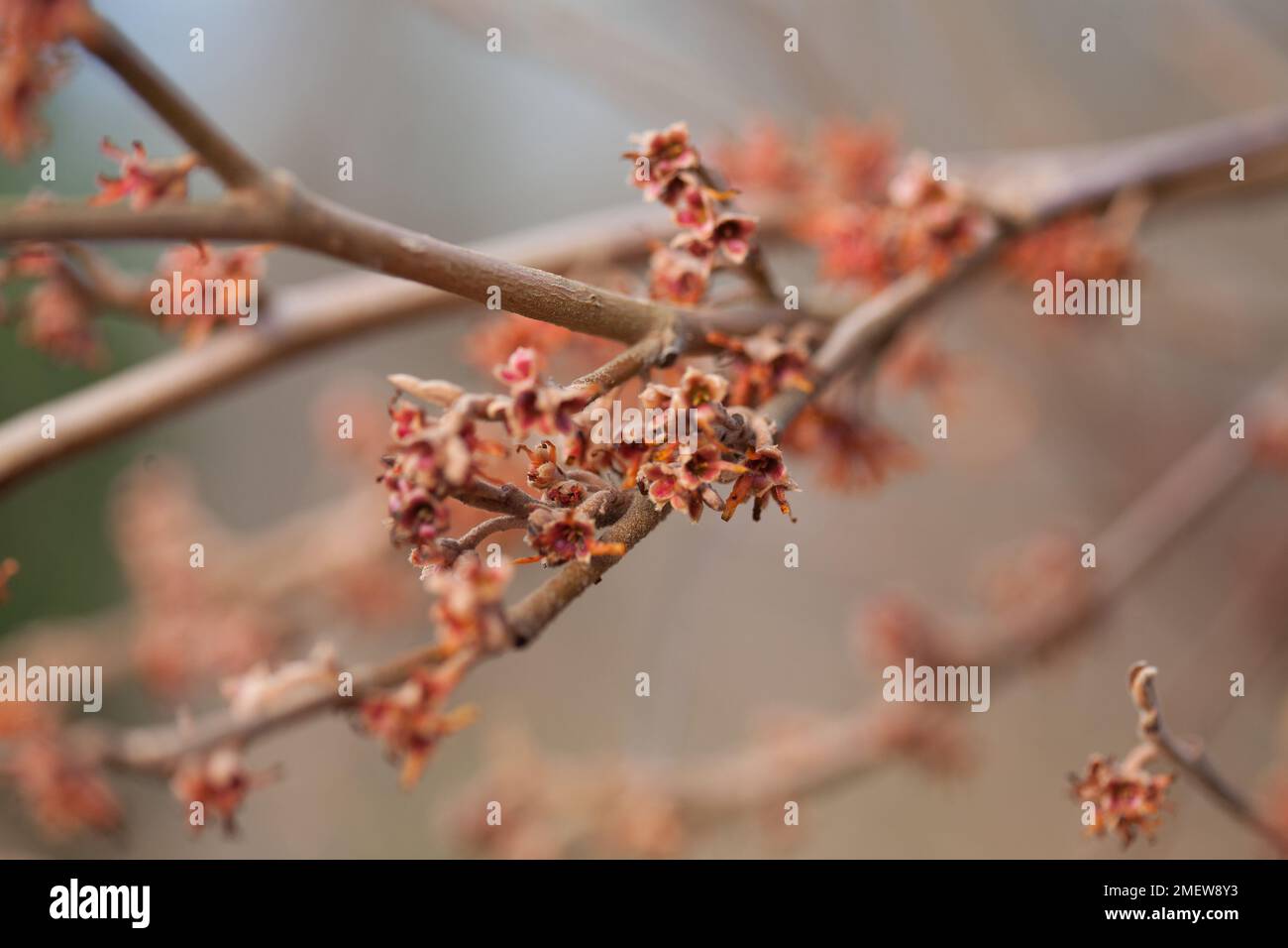 Hamamelis vernalis 'Lombarts' Weeping' Stock Photo - Alamy