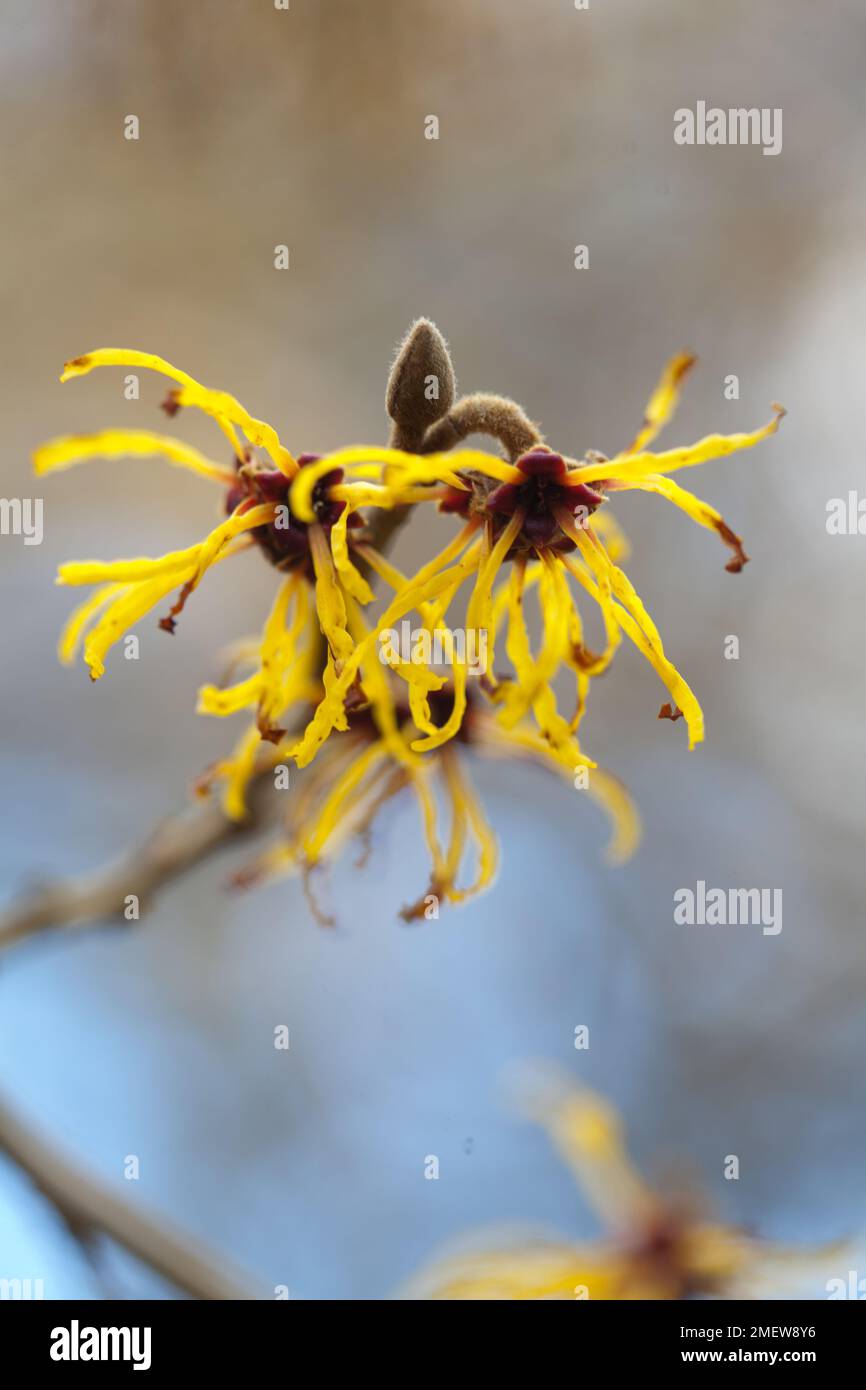 Hamamelis mollis 'Coombe Wood' Stock Photo - Alamy