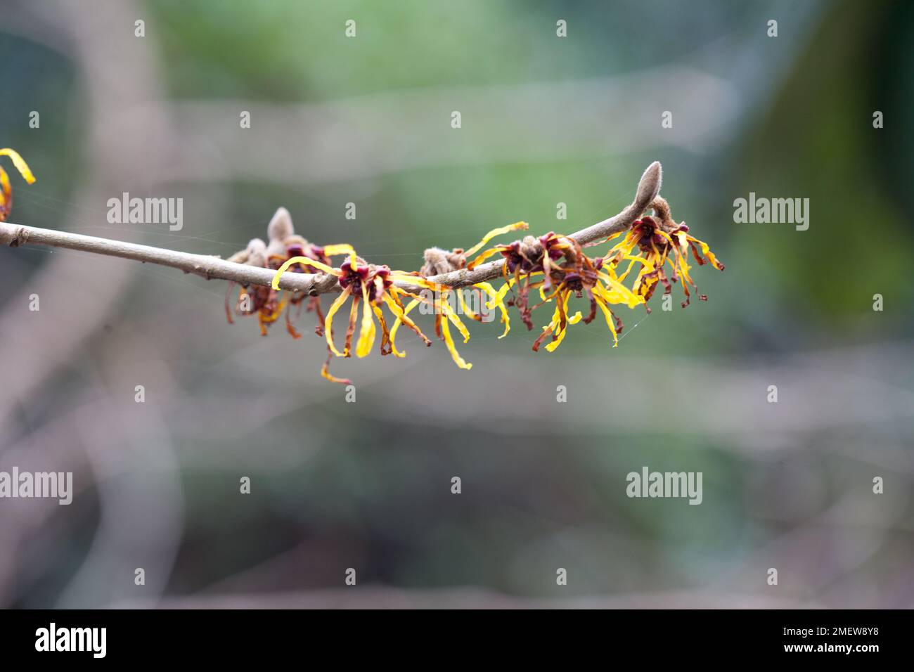 Hamamelis mollis 'Coombe Wood' Stock Photo - Alamy