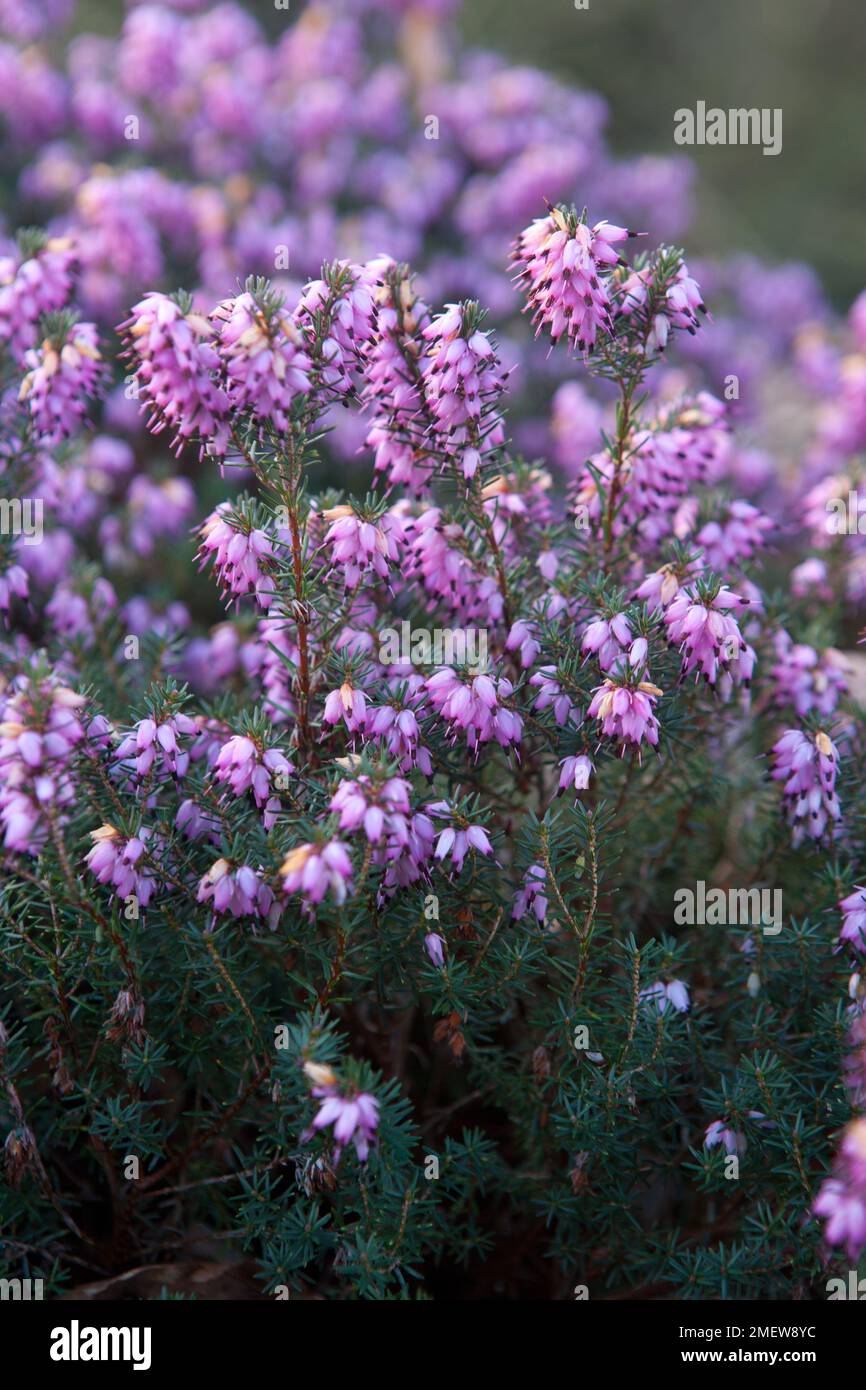 Erica darleyensis porter hi-res stock photography and images - Alamy