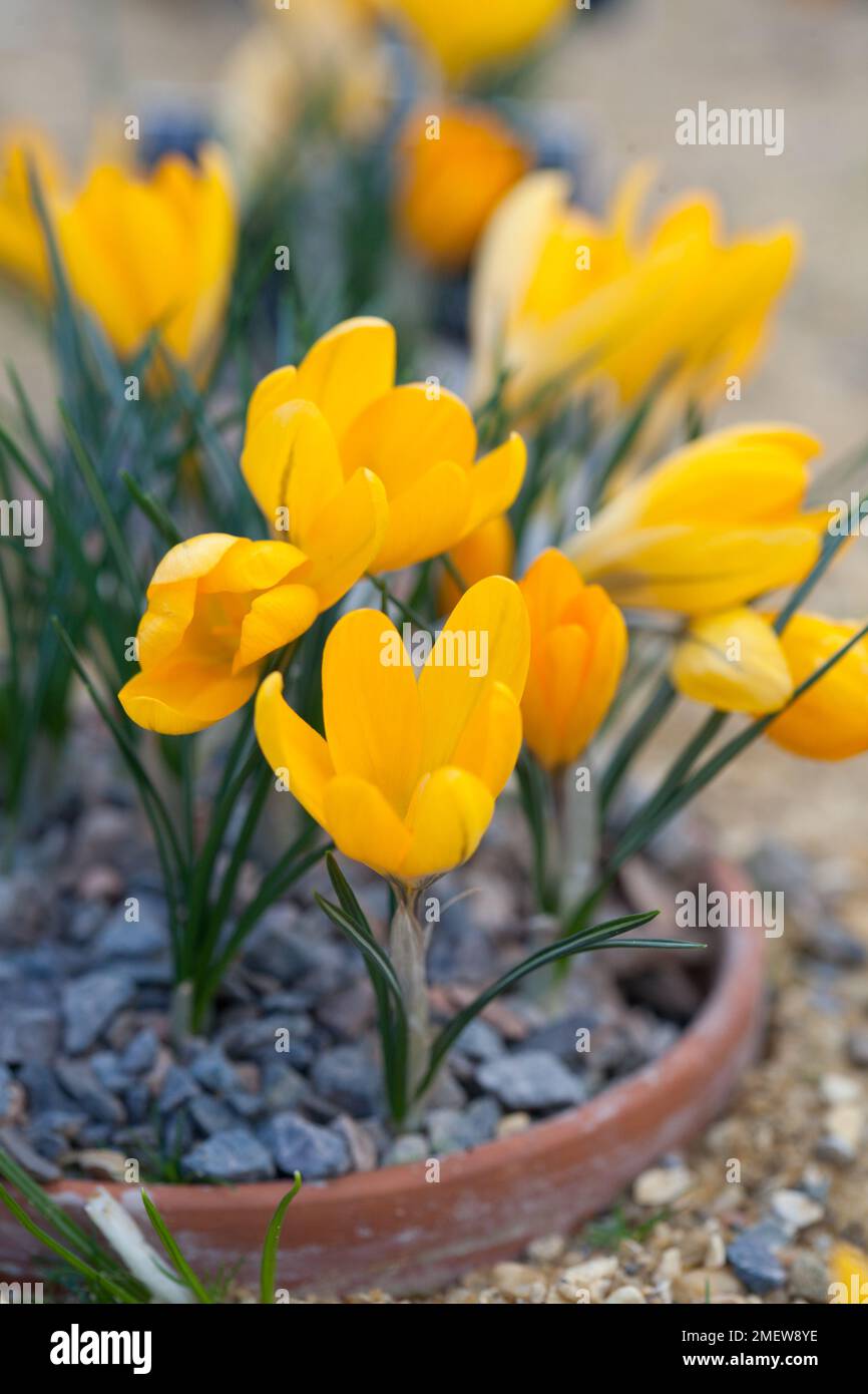Crocus x luteus 'Golden Yellow' Stock Photo - Alamy