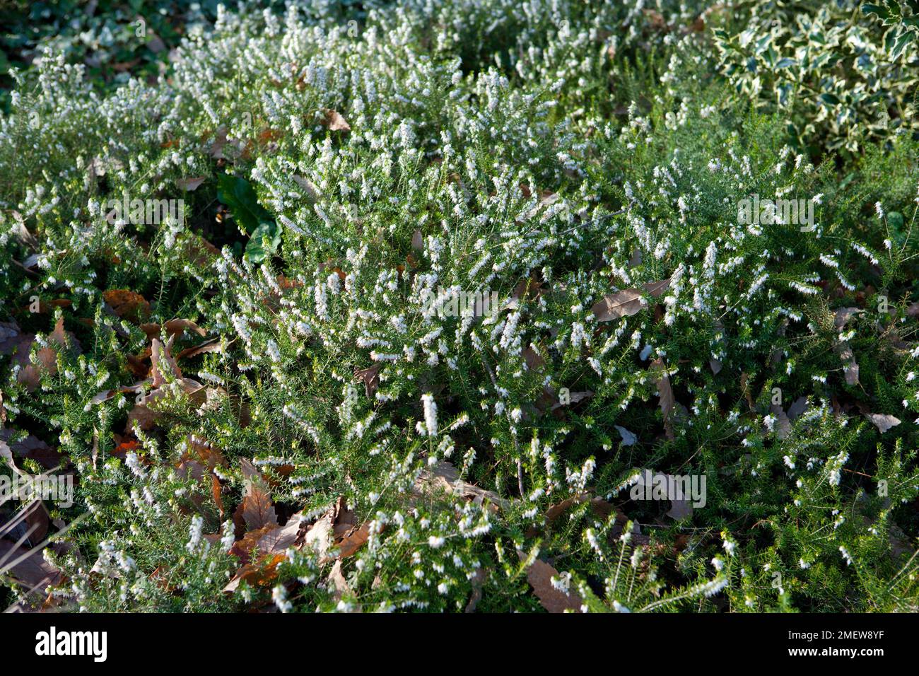 Erica grow hi-res stock photography and images - Alamy