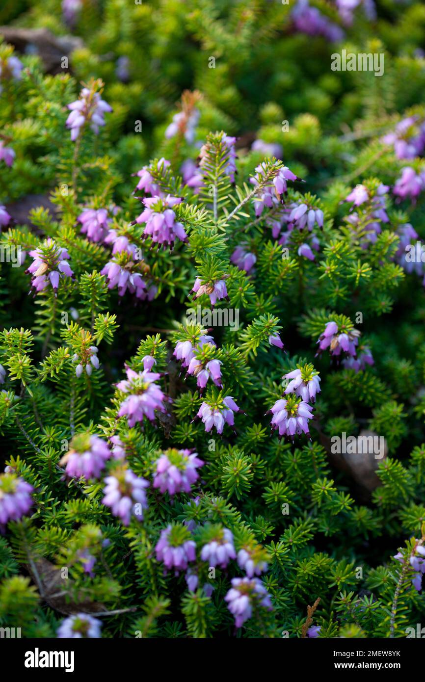 Erica carnea f aureifolia hi-res stock photography and images - Alamy