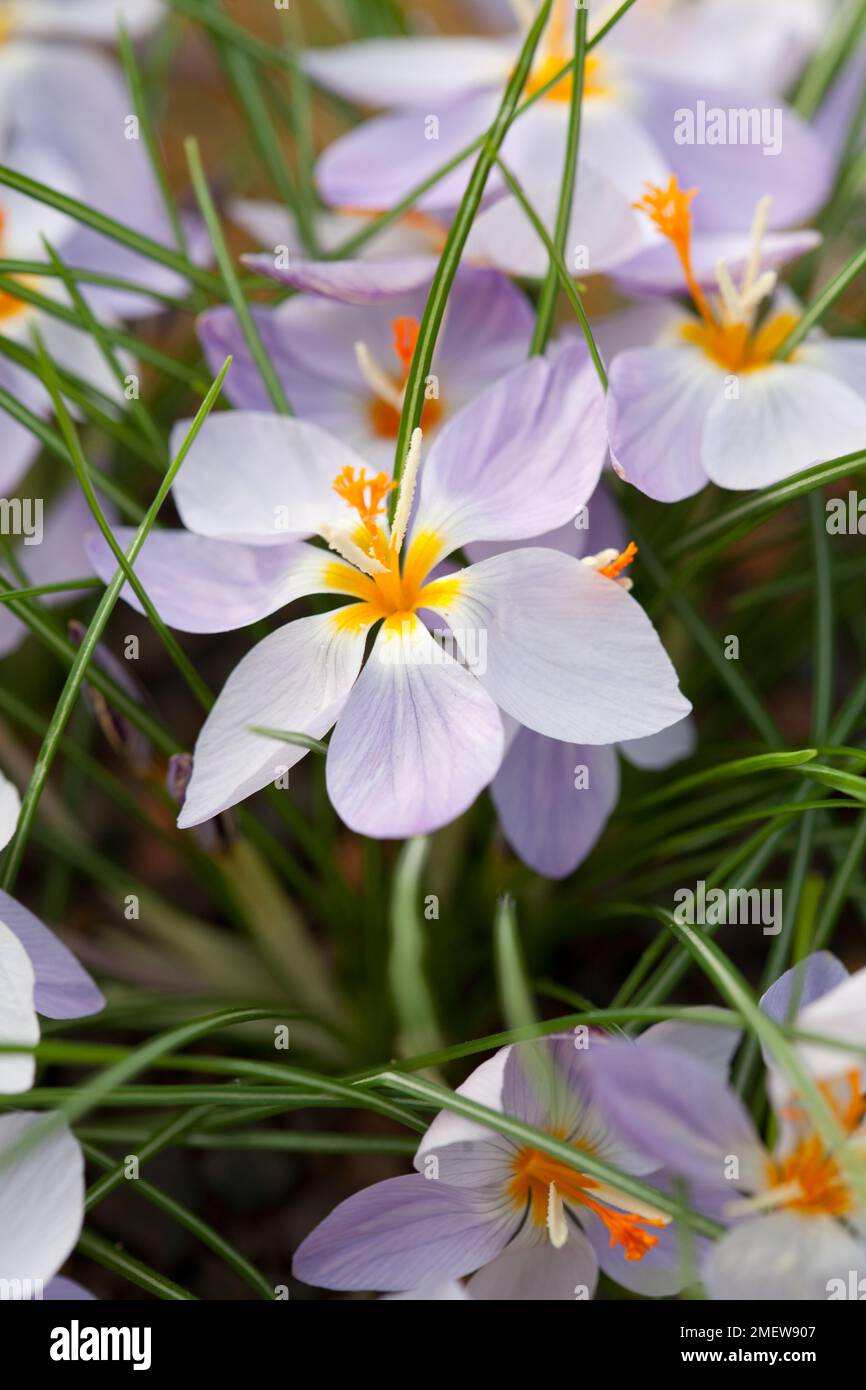 Crocus crocus laevigatus hi-res stock photography and images - Alamy