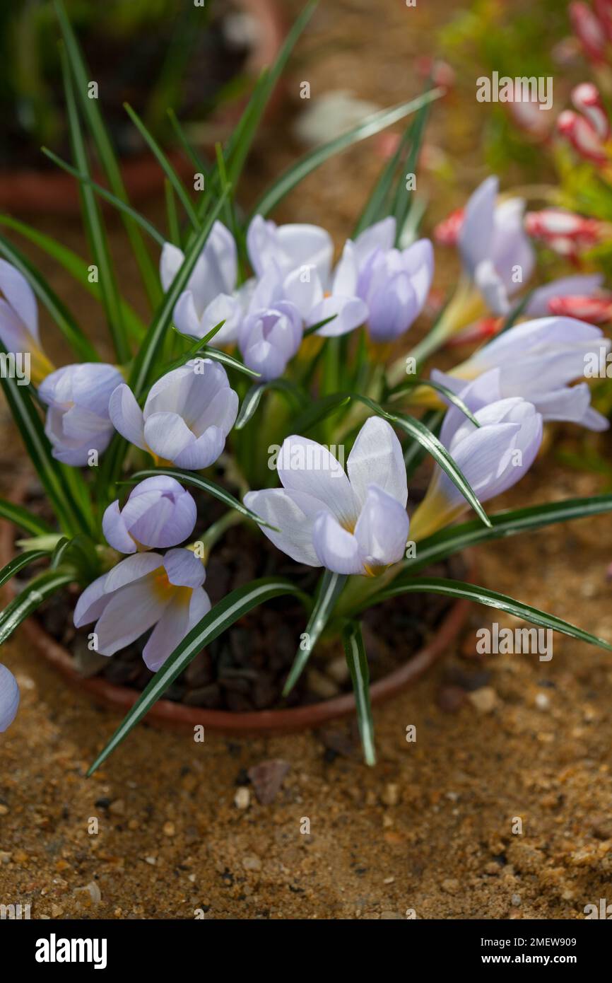 Crocus atticus hi-res stock photography and images - Alamy