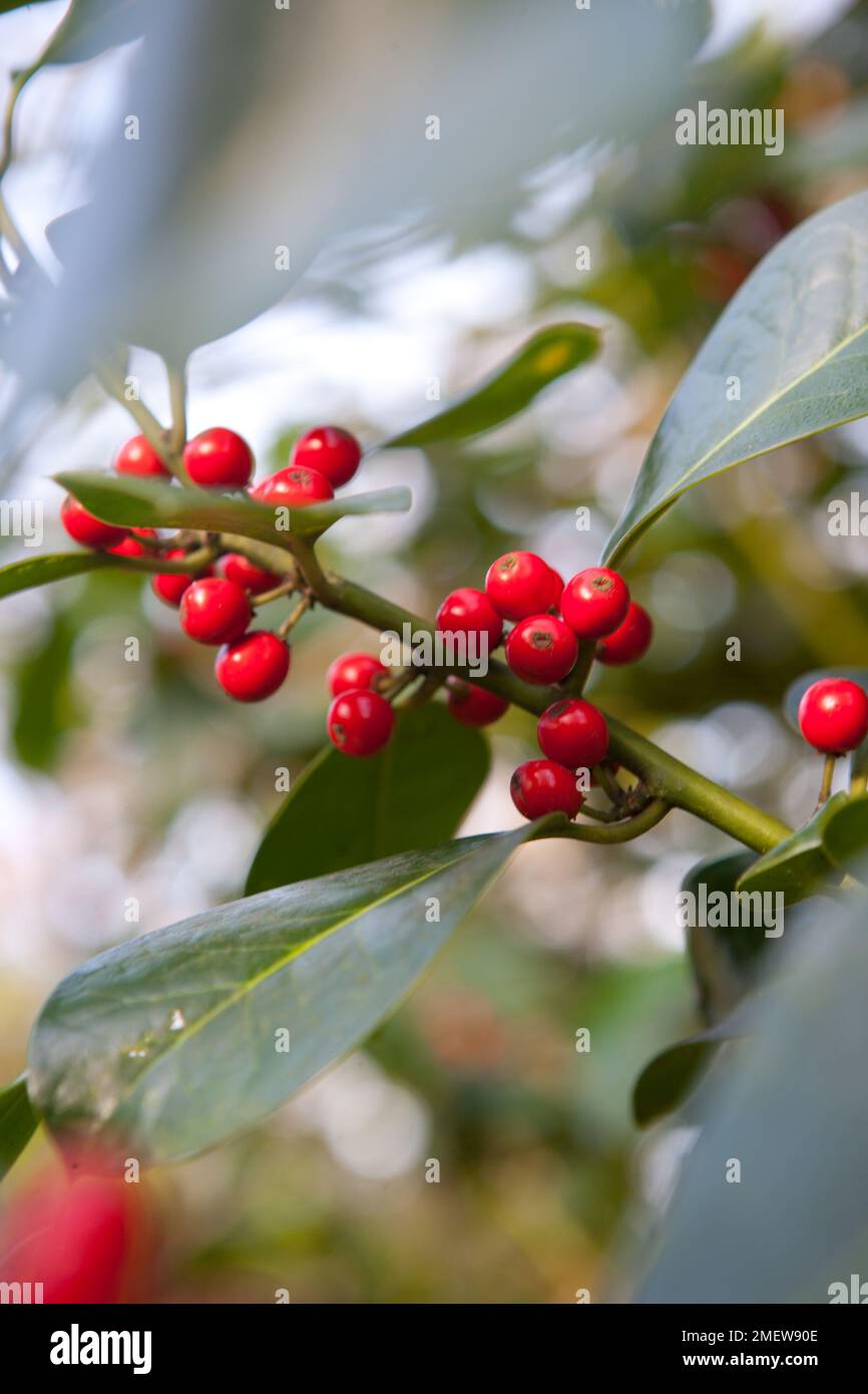 Ilex x altaclerensis 'Wilsonii' Stock Photo - Alamy