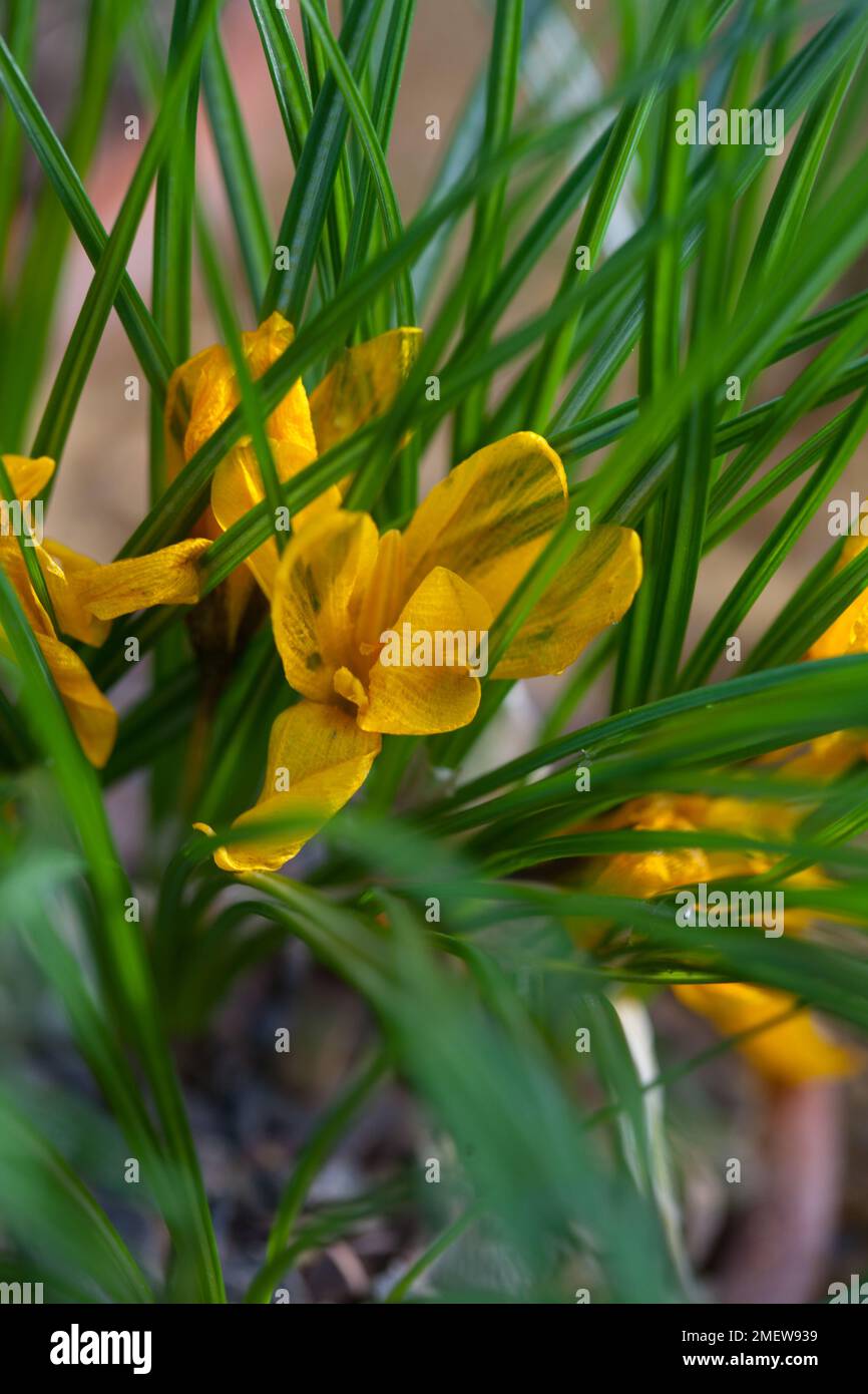 Blossom kiss hi-res stock photography and images - Alamy