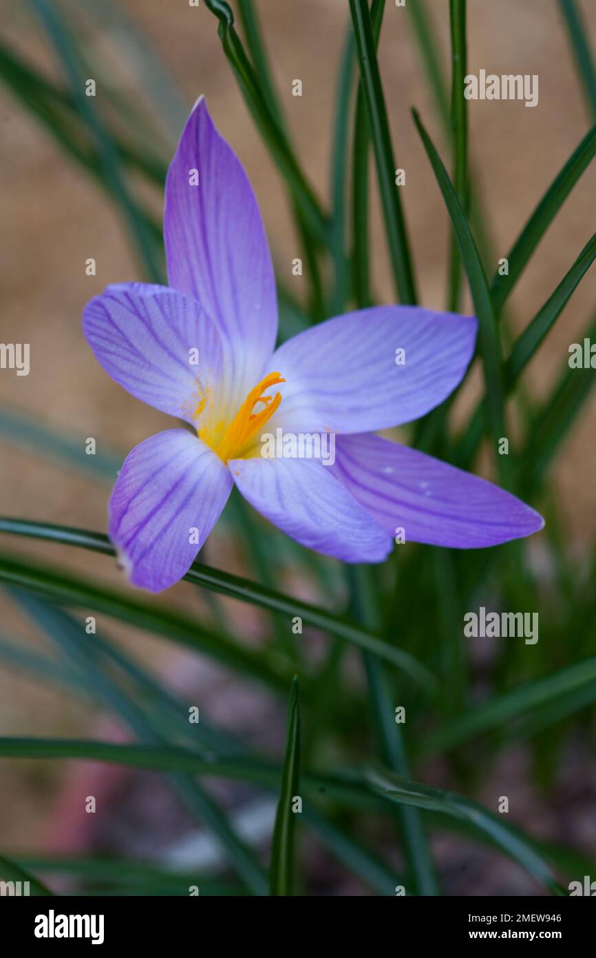 Crocus imperati subsp suaveolens 'De Jager' Stock Photo - Alamy