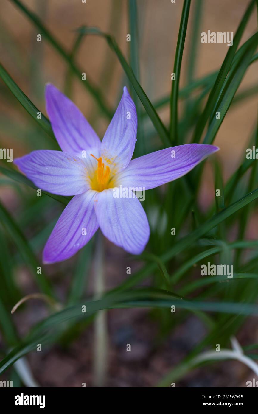 Crocus imperati subsp suaveolens 'De Jager' Stock Photo - Alamy