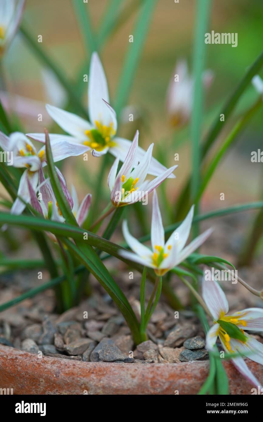 Amana edulis hi-res stock photography and images - Alamy