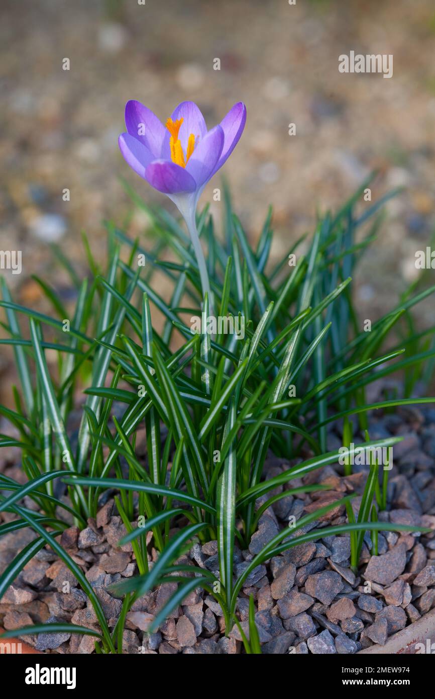 Crocus barrs purple hi-res stock photography and images - Alamy