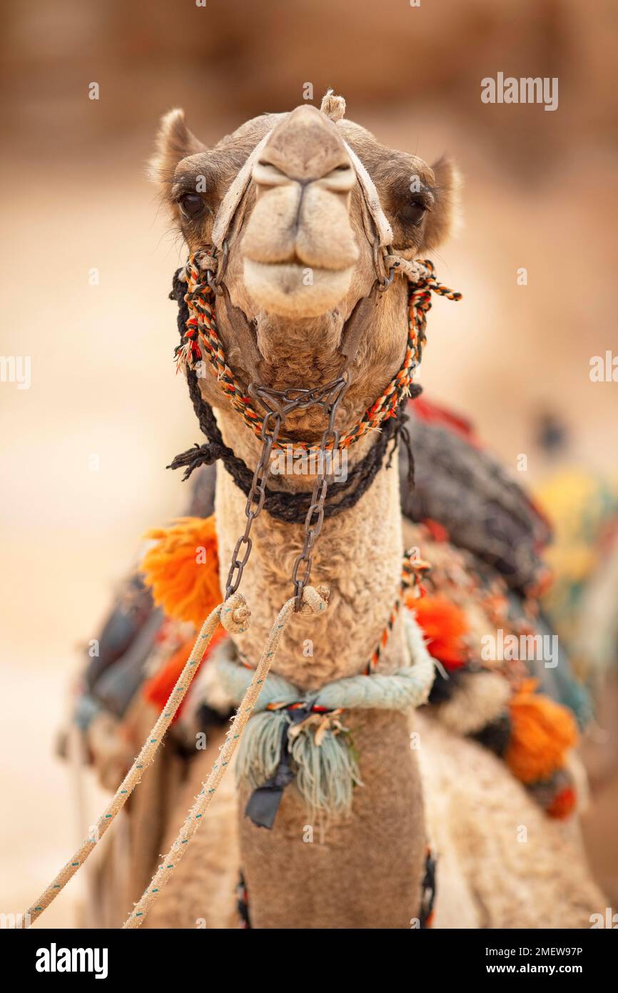 Portrait attraction hi-res stock photography and images - Alamy