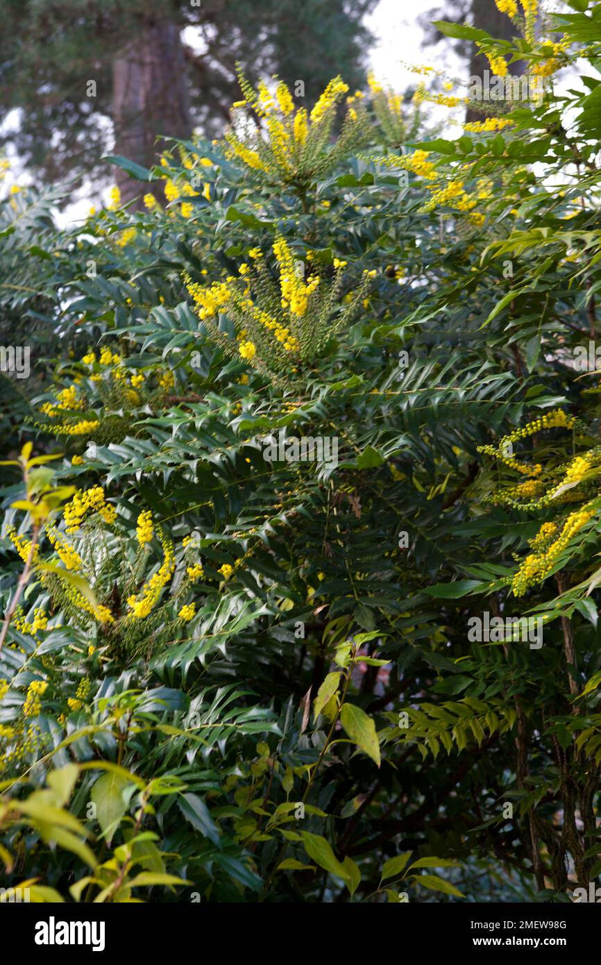 Bush media hi-res stock photography and images - Alamy