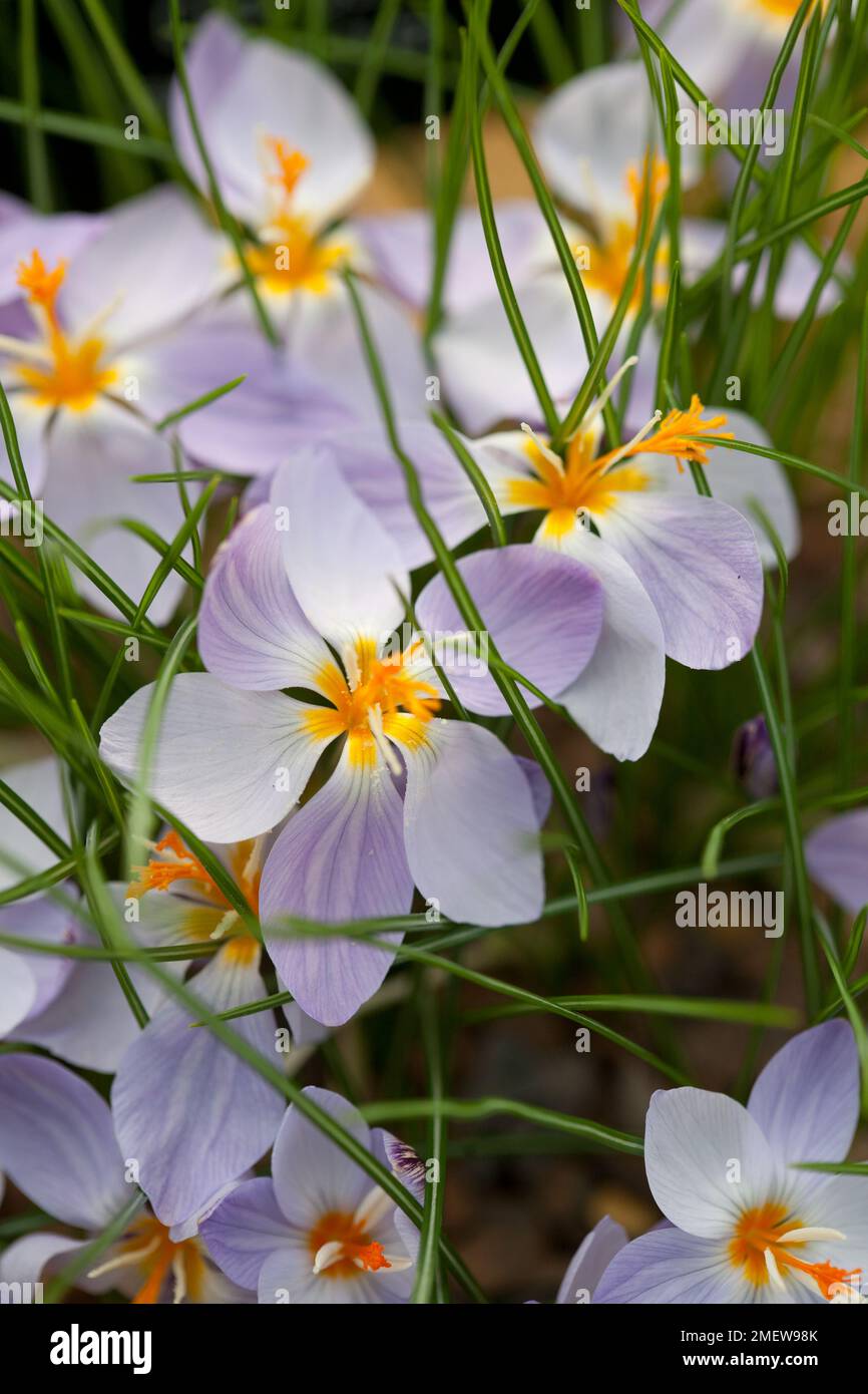 Crocus crocus laevigatus hi-res stock photography and images - Alamy