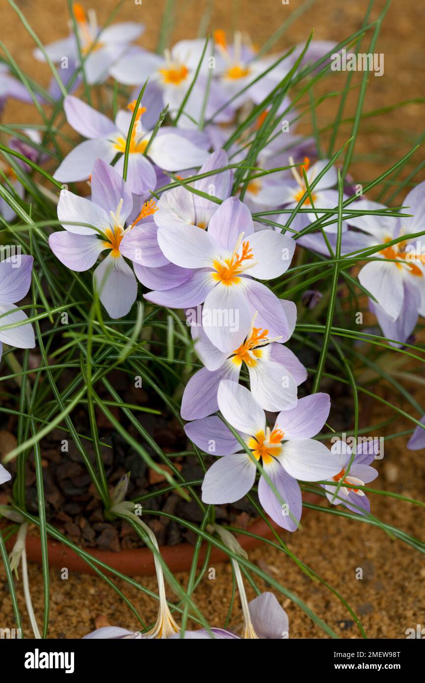 Crocus crocus laevigatus hi-res stock photography and images - Alamy