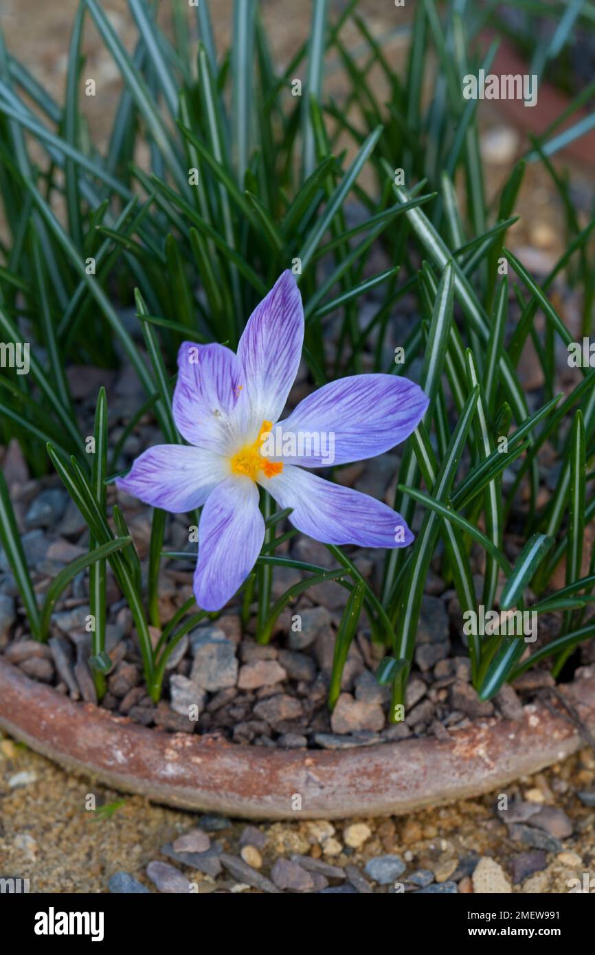 Etruscus crocus hi-res stock photography and images - Alamy