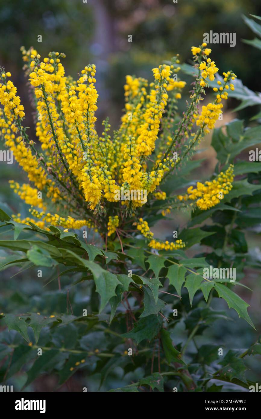 Mahonia x media 'Lionel Fortescue' Stock Photo - Alamy