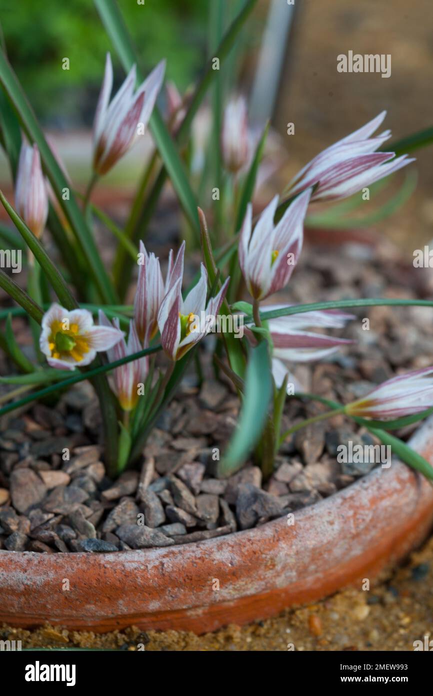 Amana edulis hi-res stock photography and images - Alamy