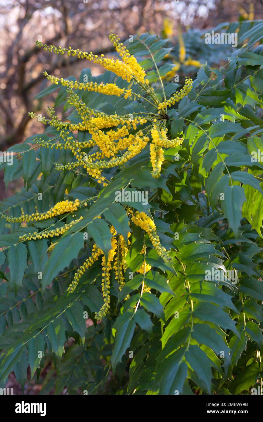 Mahonia ‘lionel fortescue’ hi-res stock photography and images - Alamy