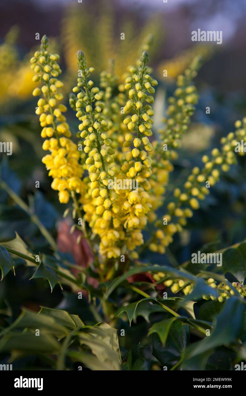 Mahonia ‘winter sun’ hi-res stock photography and images - Alamy