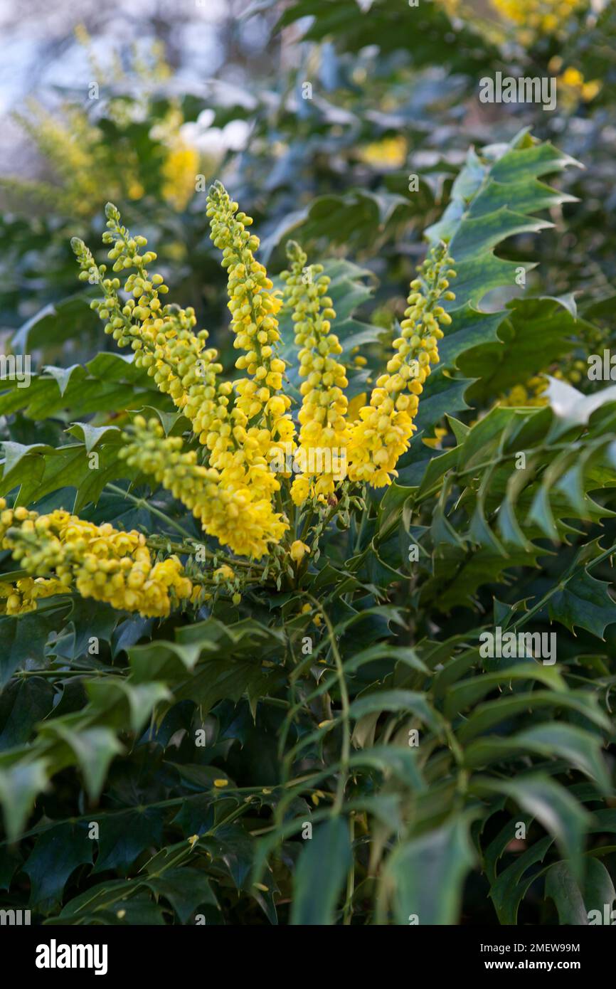 Mahonia x media 'Winter Sun' Stock Photo - Alamy