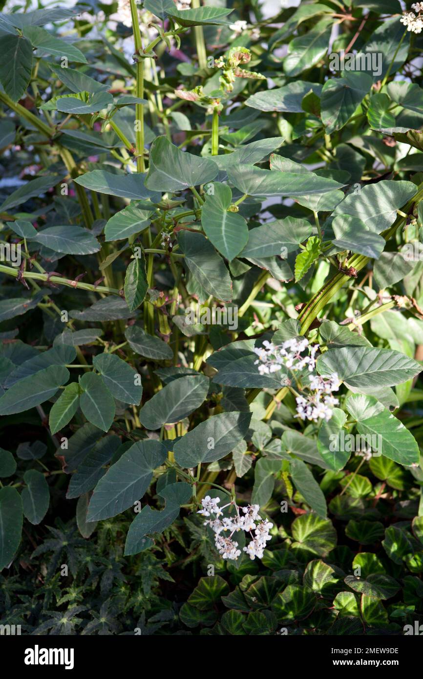 Begonia angularis hi-res stock photography and images - Alamy