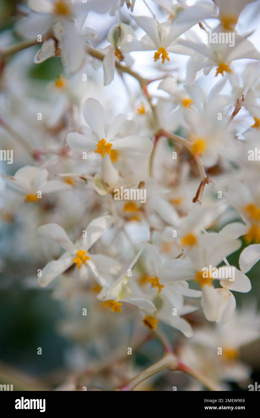 Begonia angularis hi-res stock photography and images - Alamy