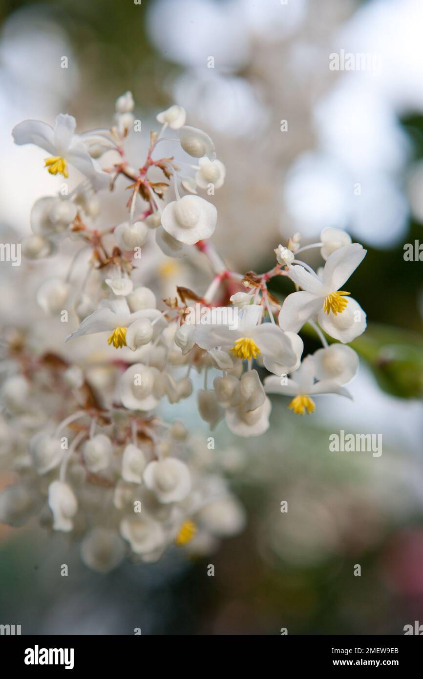 Begonia angularis hi-res stock photography and images - Alamy