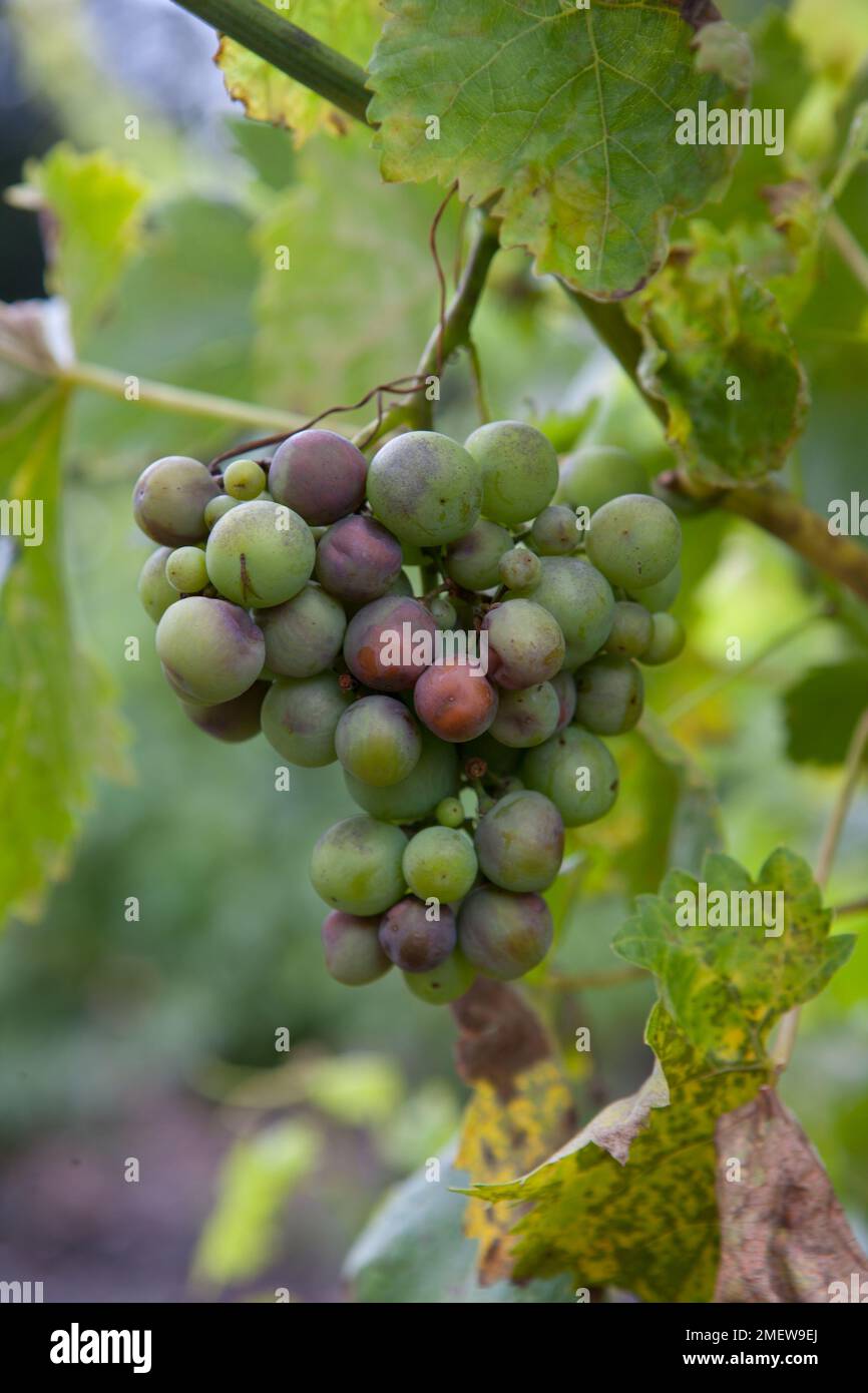 Vitis vinifera ‘schiava grossa’ hi-res stock photography and images - Alamy