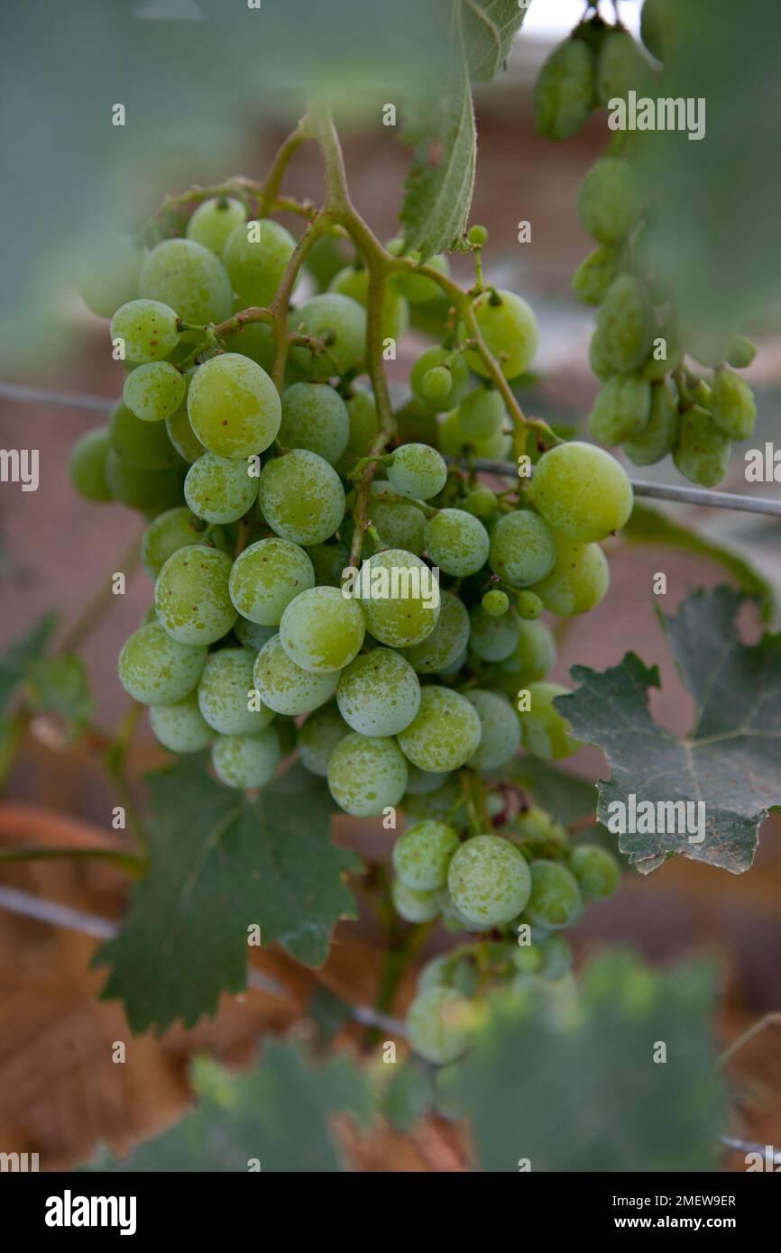 Vitis vinifera muscat of alexandria hi-res stock photography and images - Alamy