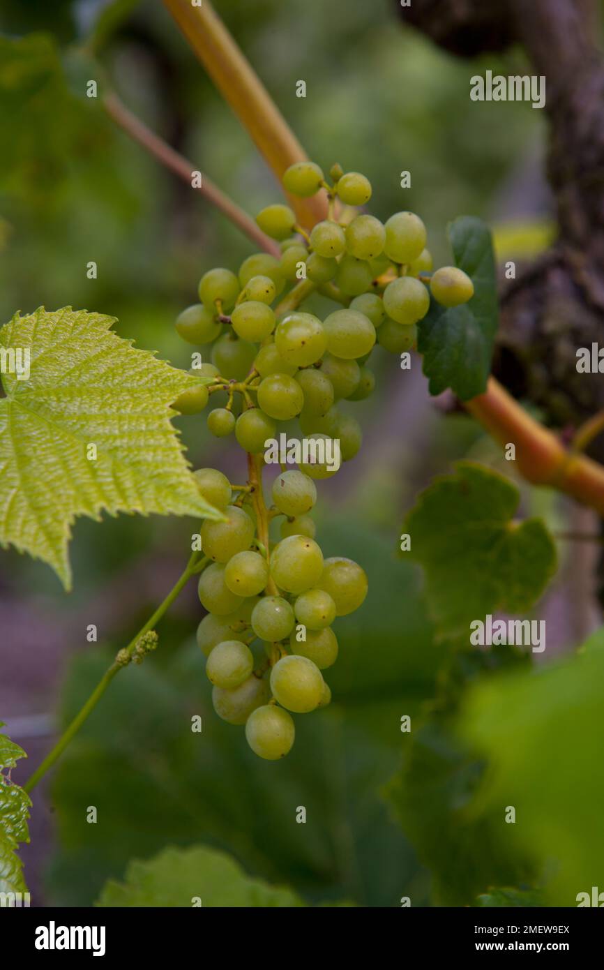 Vitis vinifera 'Lakemont' Stock Photo - Alamy