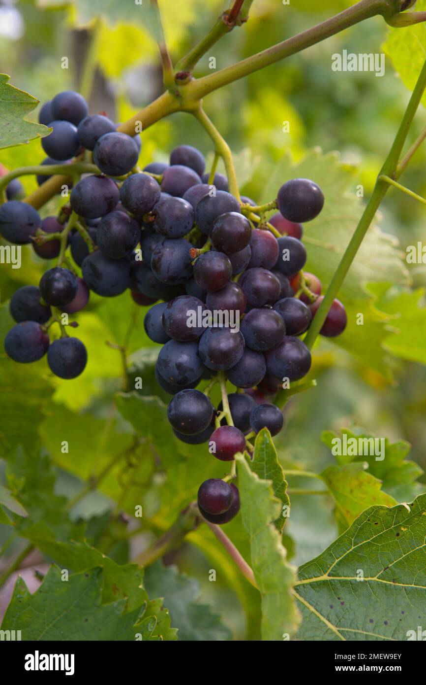 Vitis vinifera 'Muscat Bleu' Stock Photo - Alamy