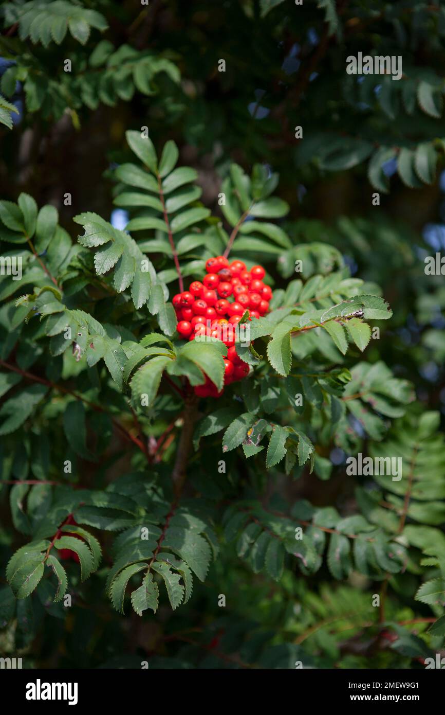 Fastigiata hi-res stock photography and images - Alamy