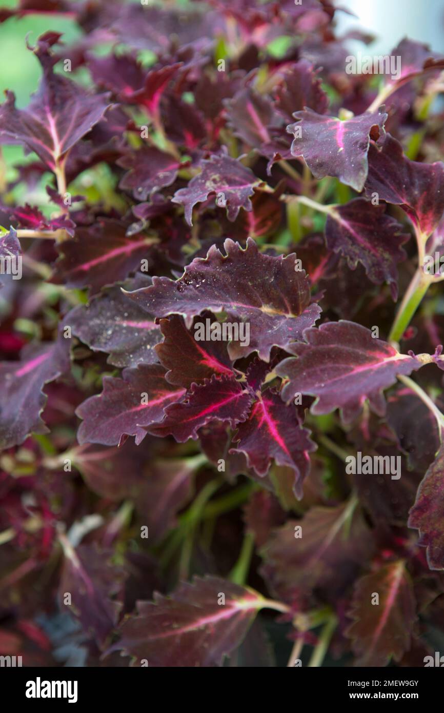 Solenostemon 'Crimson Ruffles' Stock Photo - Alamy