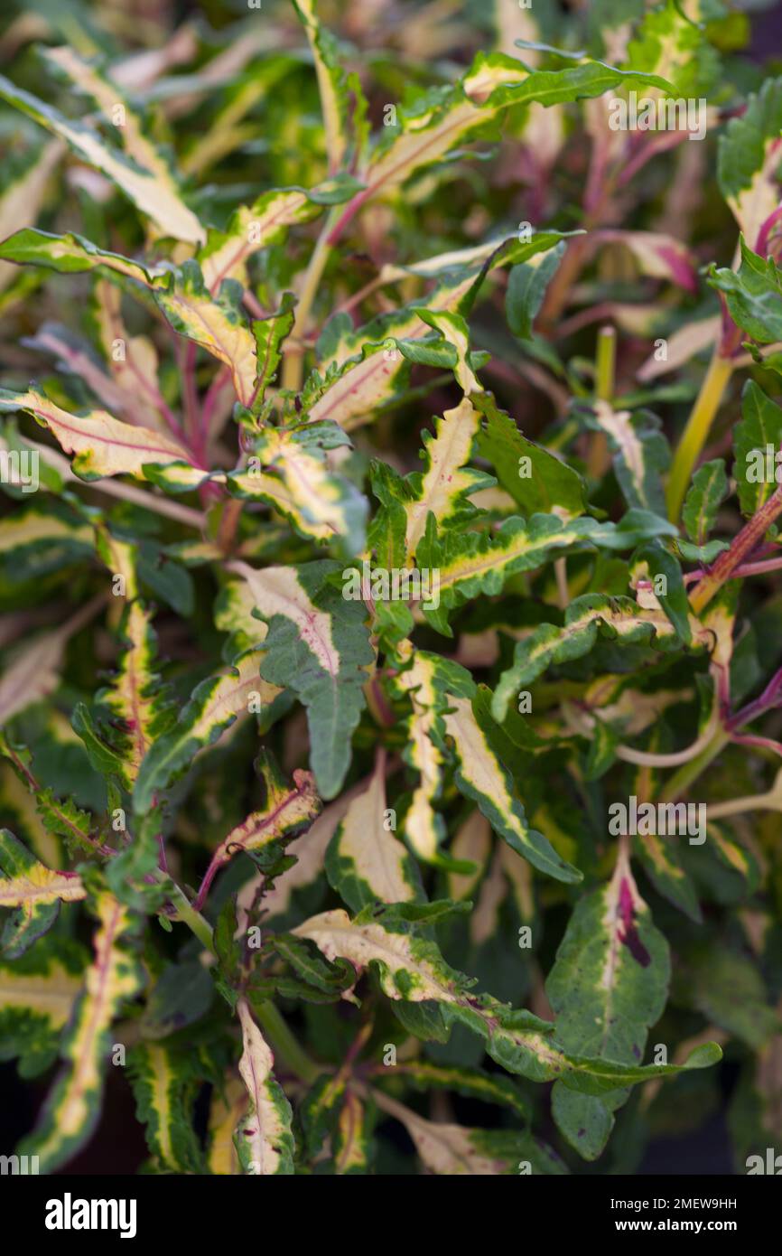 Bizarre growth hi-res stock photography and images - Alamy